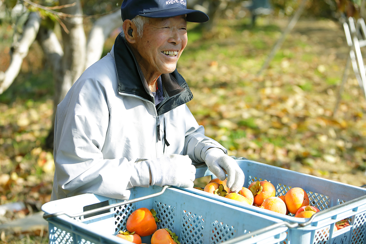大枝の柿はなぜおいしいのか。生産者に聞く知られざる歴史とこだわり | Link（JA京都市メディア）