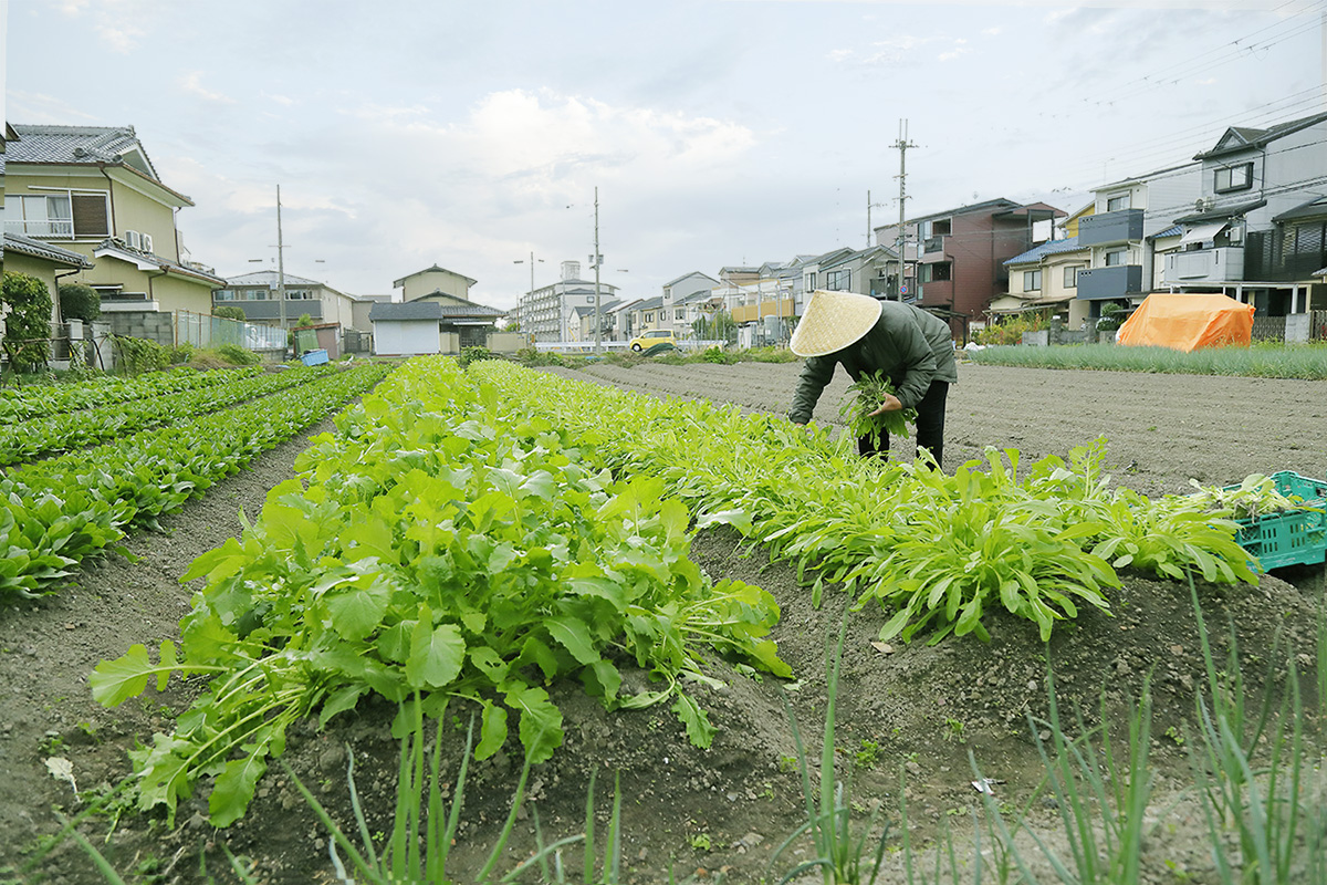 太秦、変わりゆく街と変わらぬ思い 「街中にある田畑」をつくってきたもの | Link（JA京都市メディア）