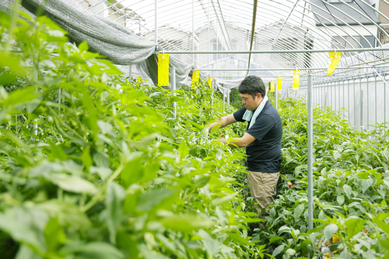 今こそ必要な「大人の食育」。野菜も、人も育つ岸本さんの畑を訪ねて | Link（JA京都市メディア）